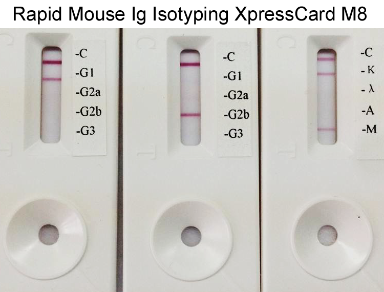 Rapid Mouse Antibody Isotyping Kit > BRIC