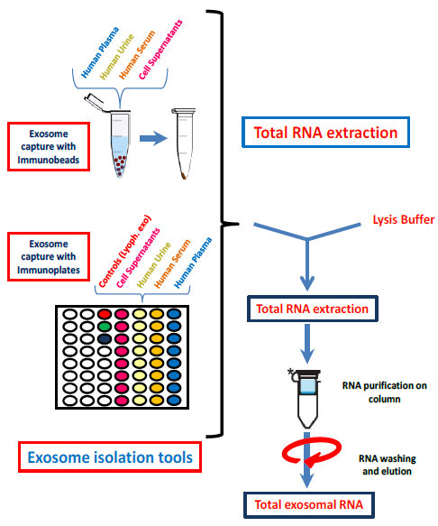 Exosome Total RNA Extraction kits > BRIC